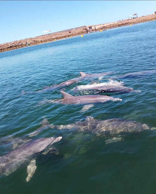 Spencer Gulf Adventures | Cuttlefish & Boat Tours Whyalla